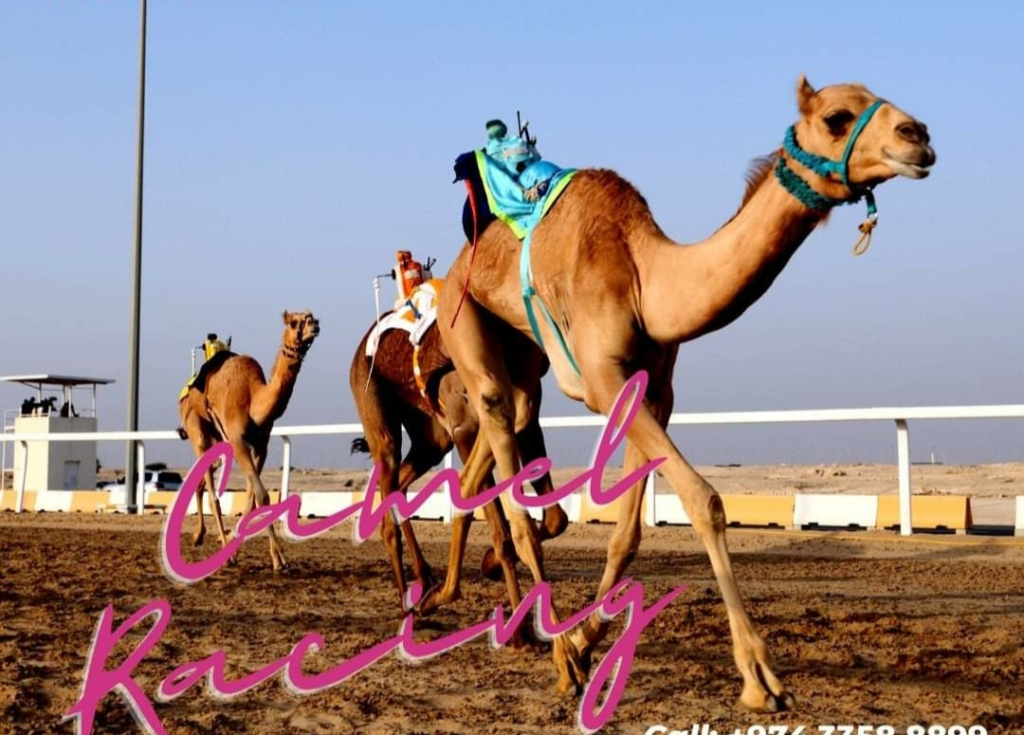 The Camel Racing season is back » QTickets Blogs
